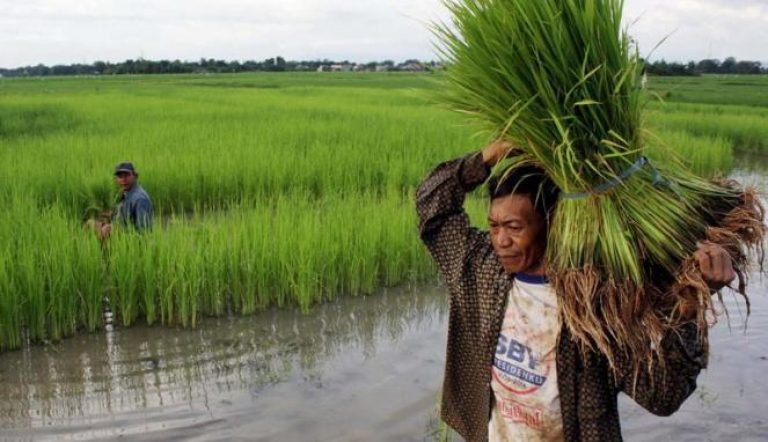 4 Filosofi Padi yang Mengajarkan Kita untuk Rendah Hati